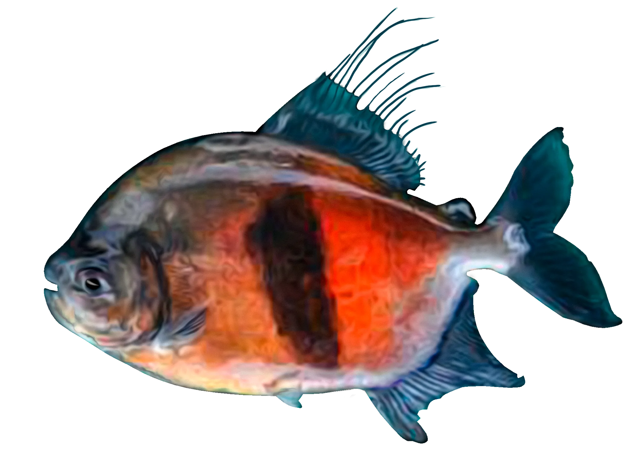 Palometa banda negra